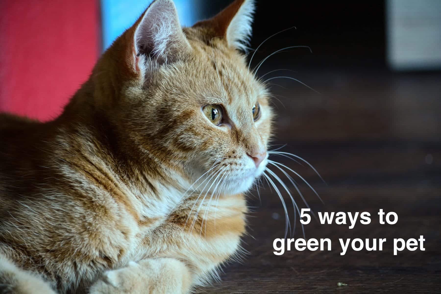 5 ways to green your pet - Bargain Dumpster